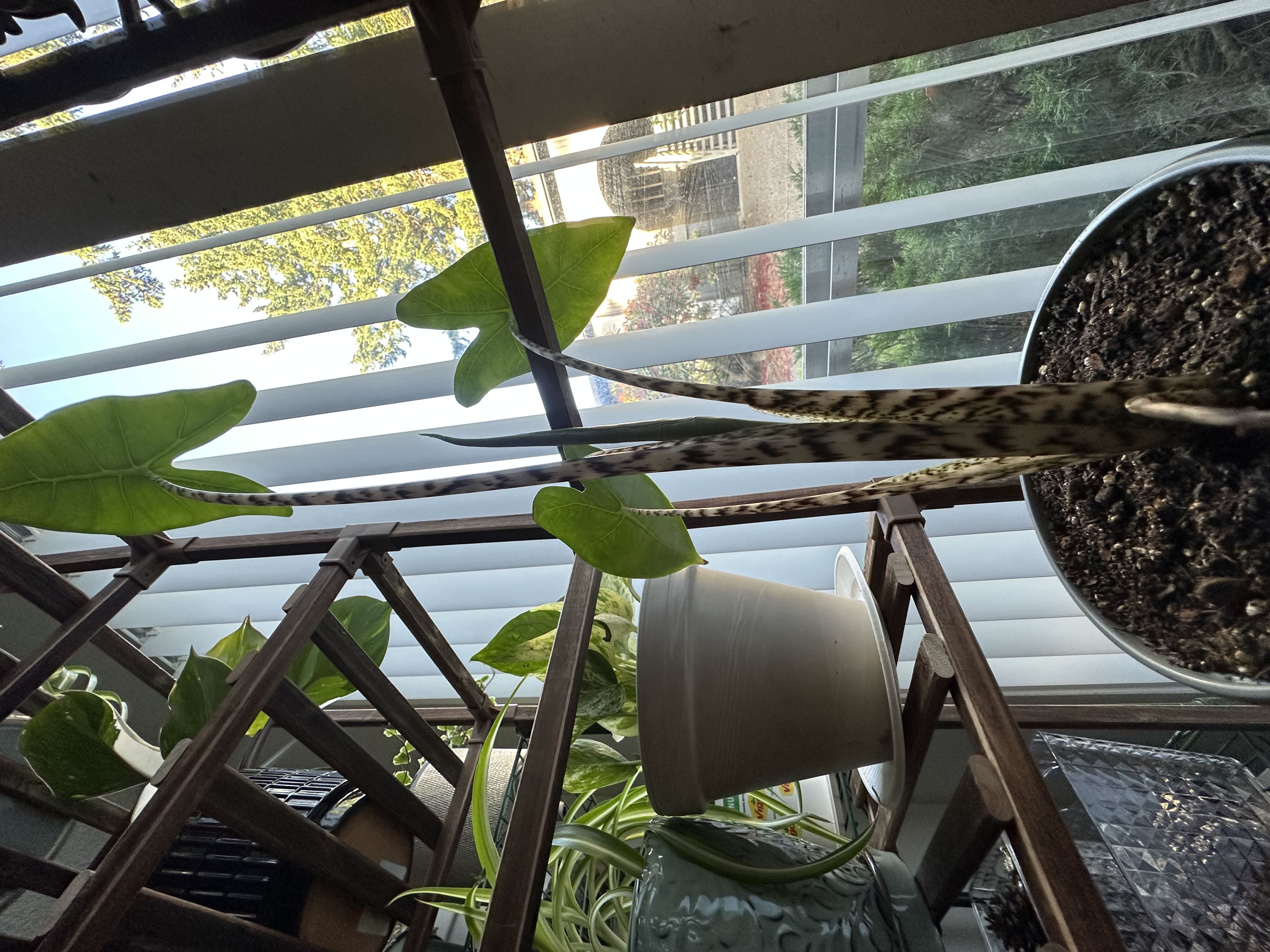 The Complete Alocasia 'Sumo' Elephant Ear Plant Care Guide: Water ...
