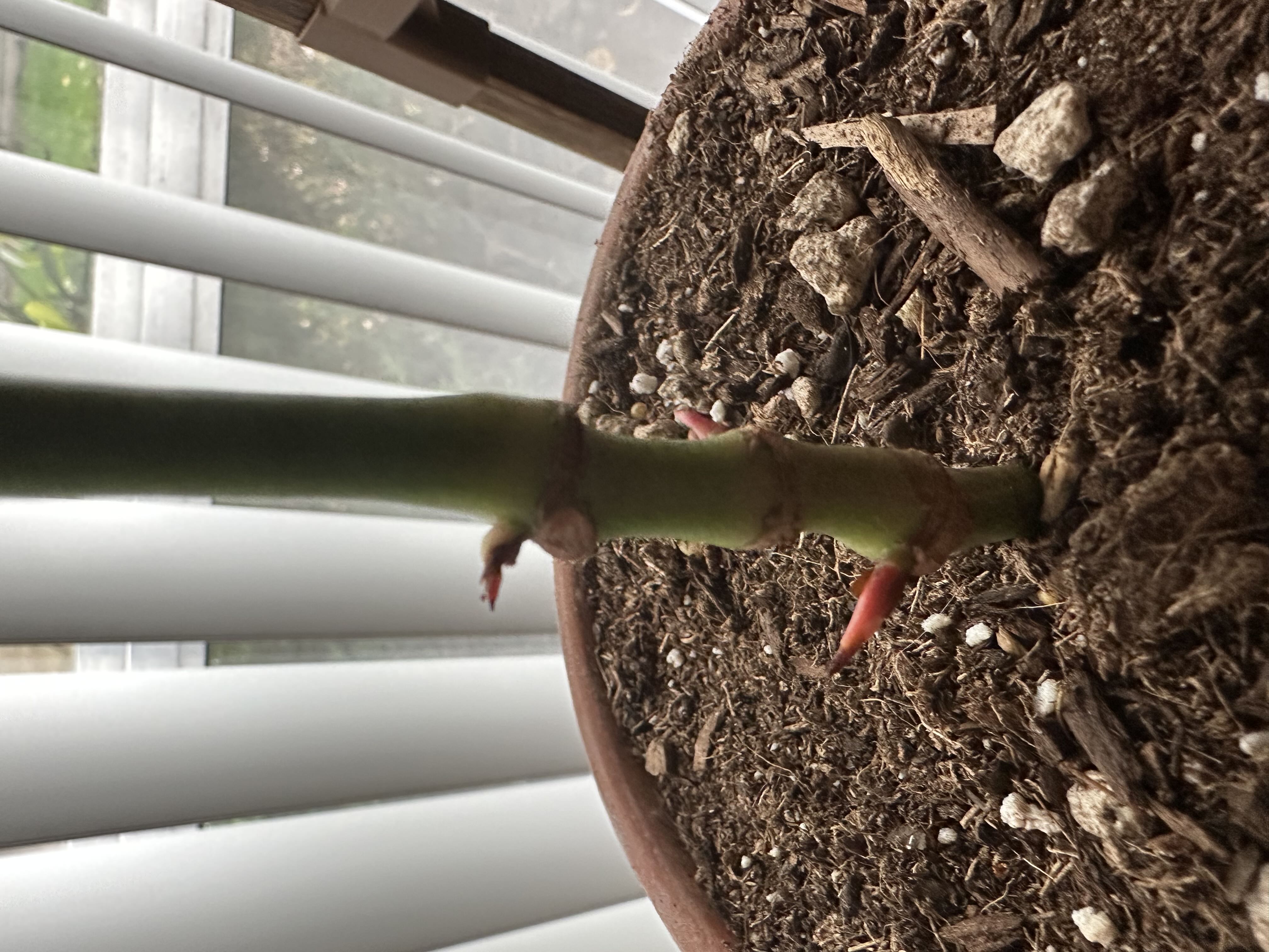 The Complete Fuchsia Begonia 'Rose' Plant Care Guide: Water, Light & Beyond