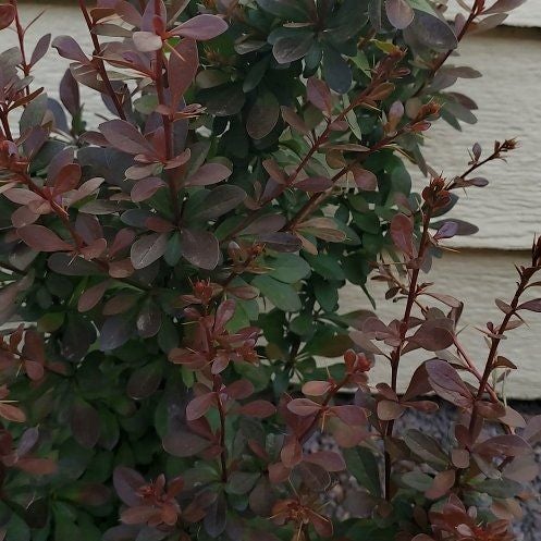 How to Care for Crimson Pygmy Barberry: Mastering Water, Sunlight & More