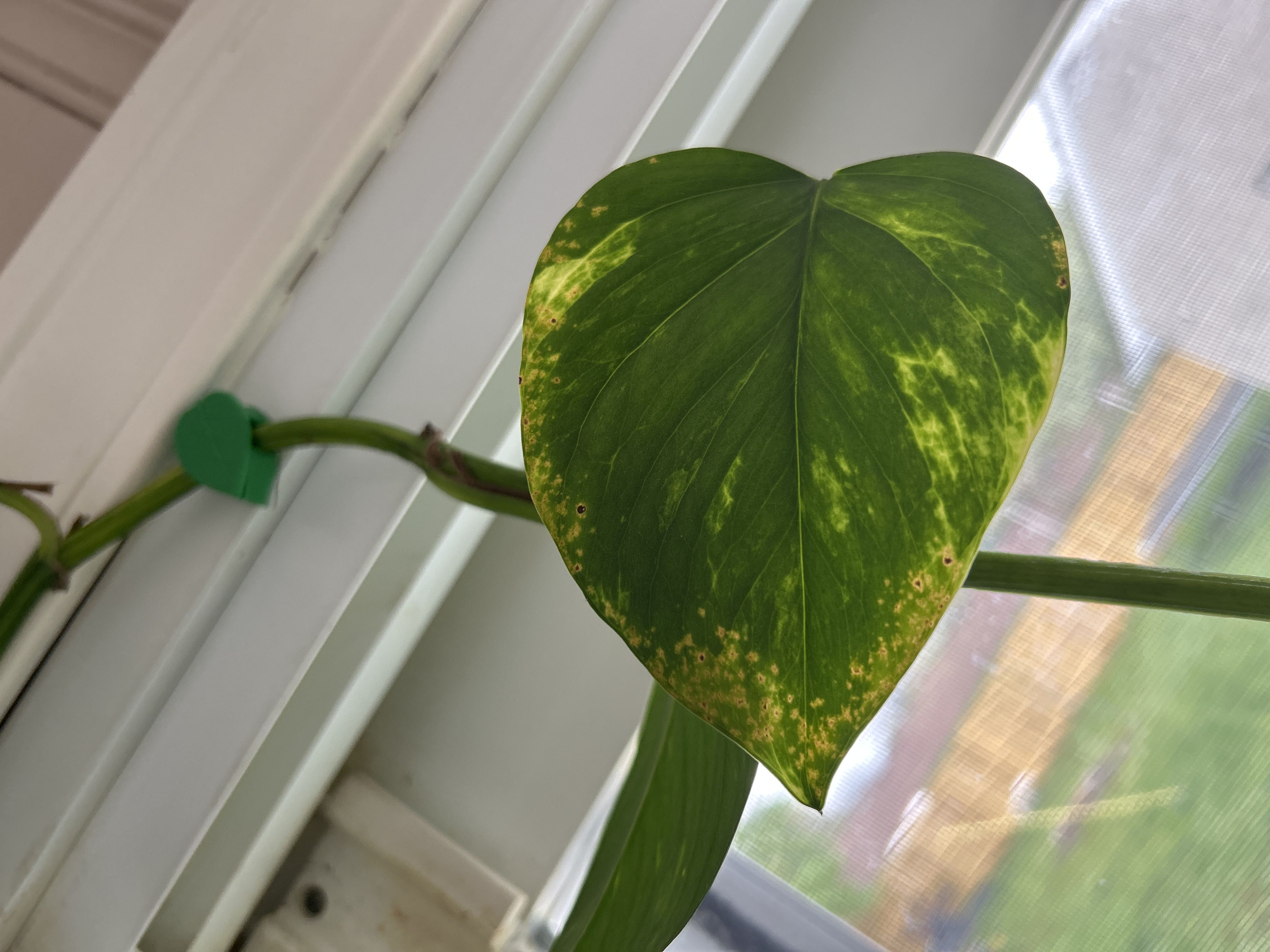 Please help! What is this and how do I fix it. My Pathos ...