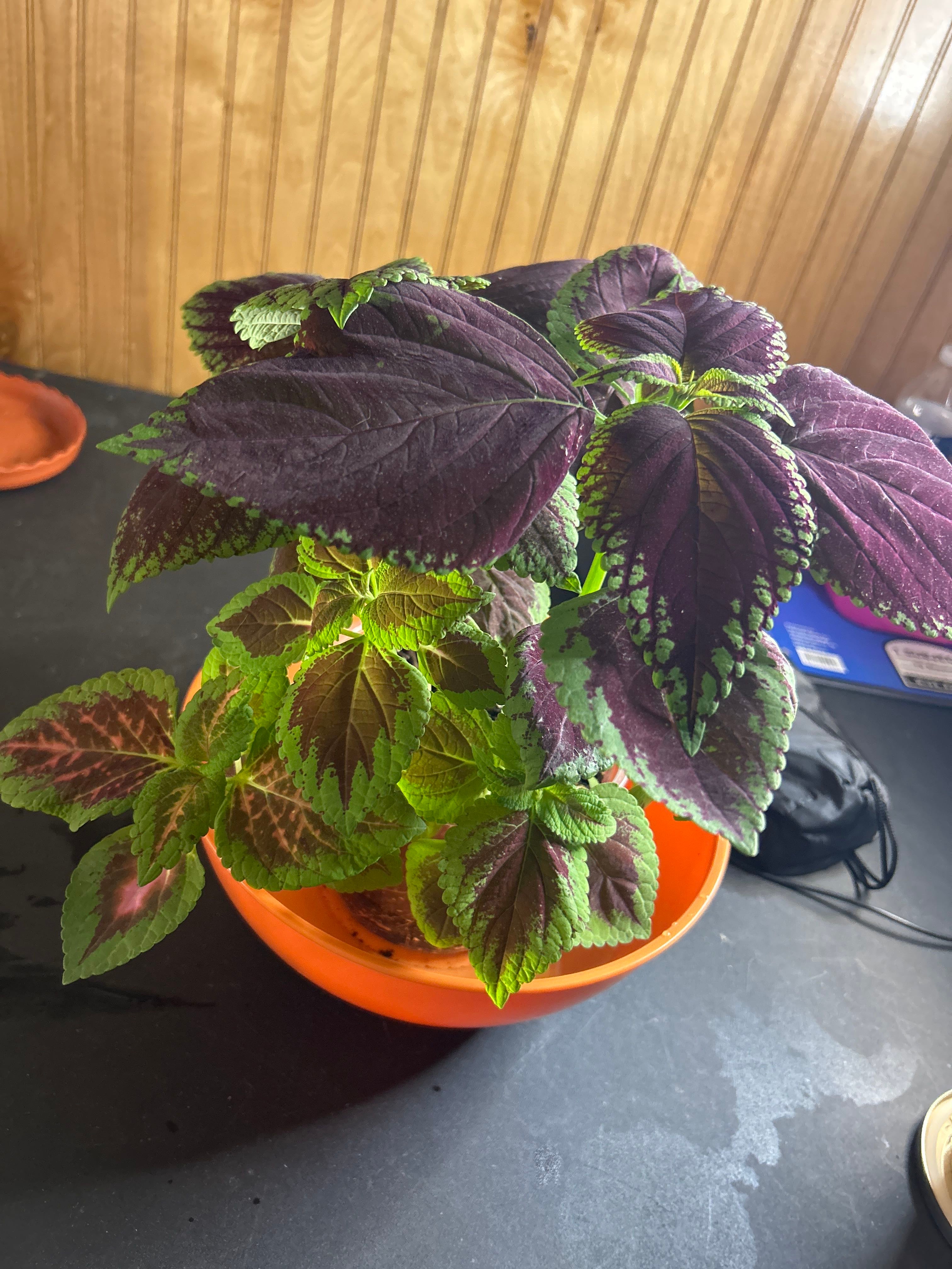 Watering day for Ms. Coleus bunch. My niece tossed a bunc...
