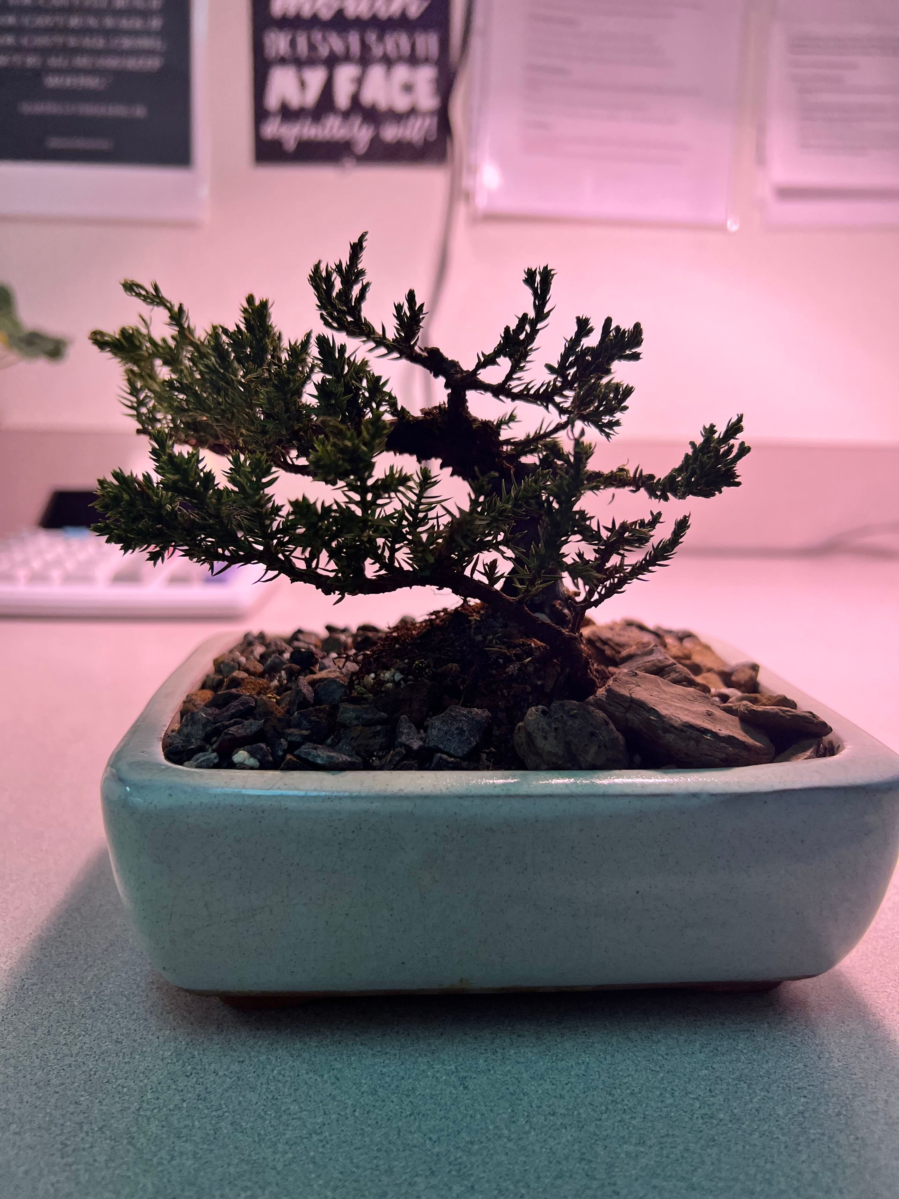 Propagating American Juniper: Step-by-Step Guide