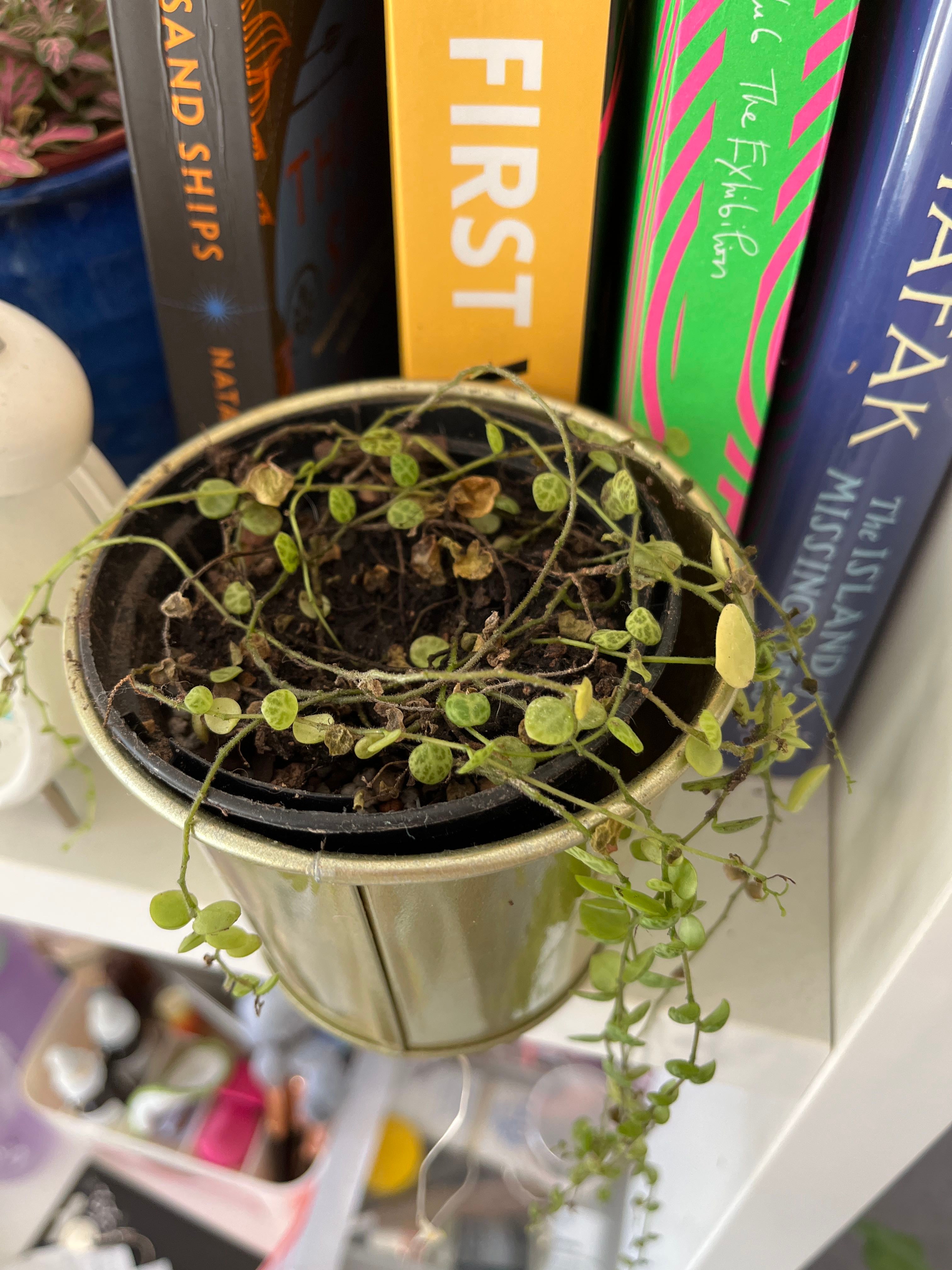 String of Needles Care 101: Water, Light & Growing Tips