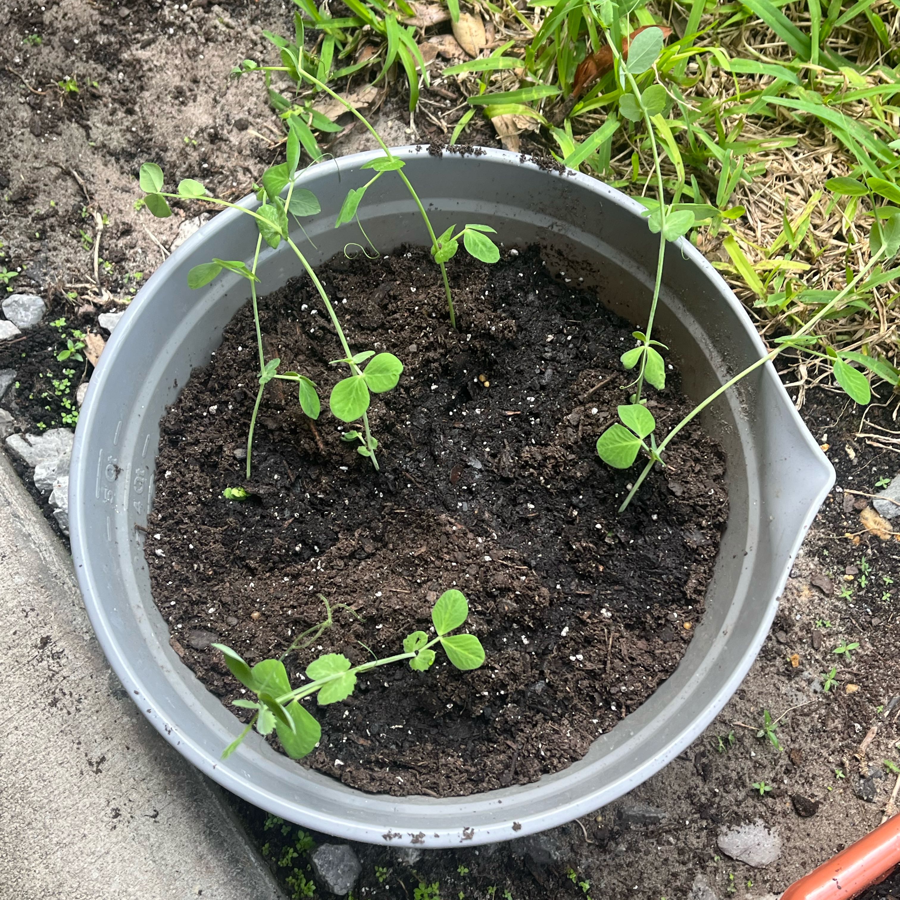 Alaska Pea: How Much Water & Light Does it Need to Thrive?