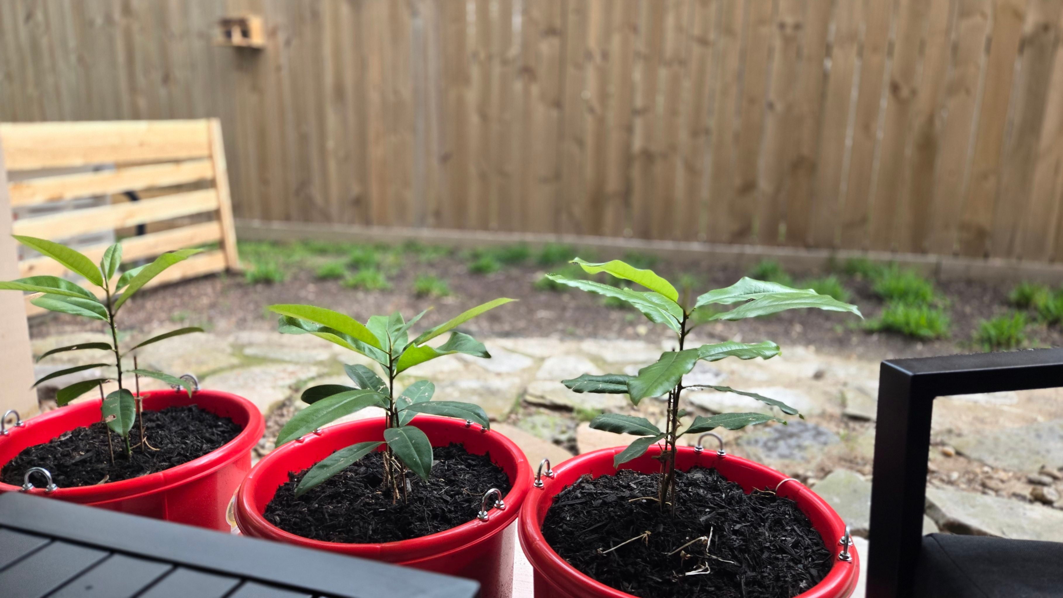 🌸 Understanding Magnolia 'Rose Marie': The Basics