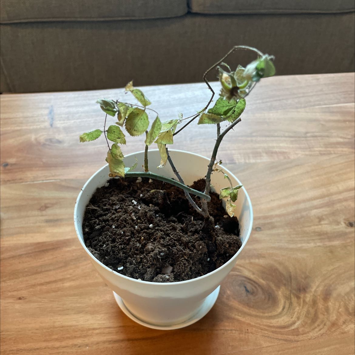 🥀 How Can You Tell If A Miniature Rose Is Dying?