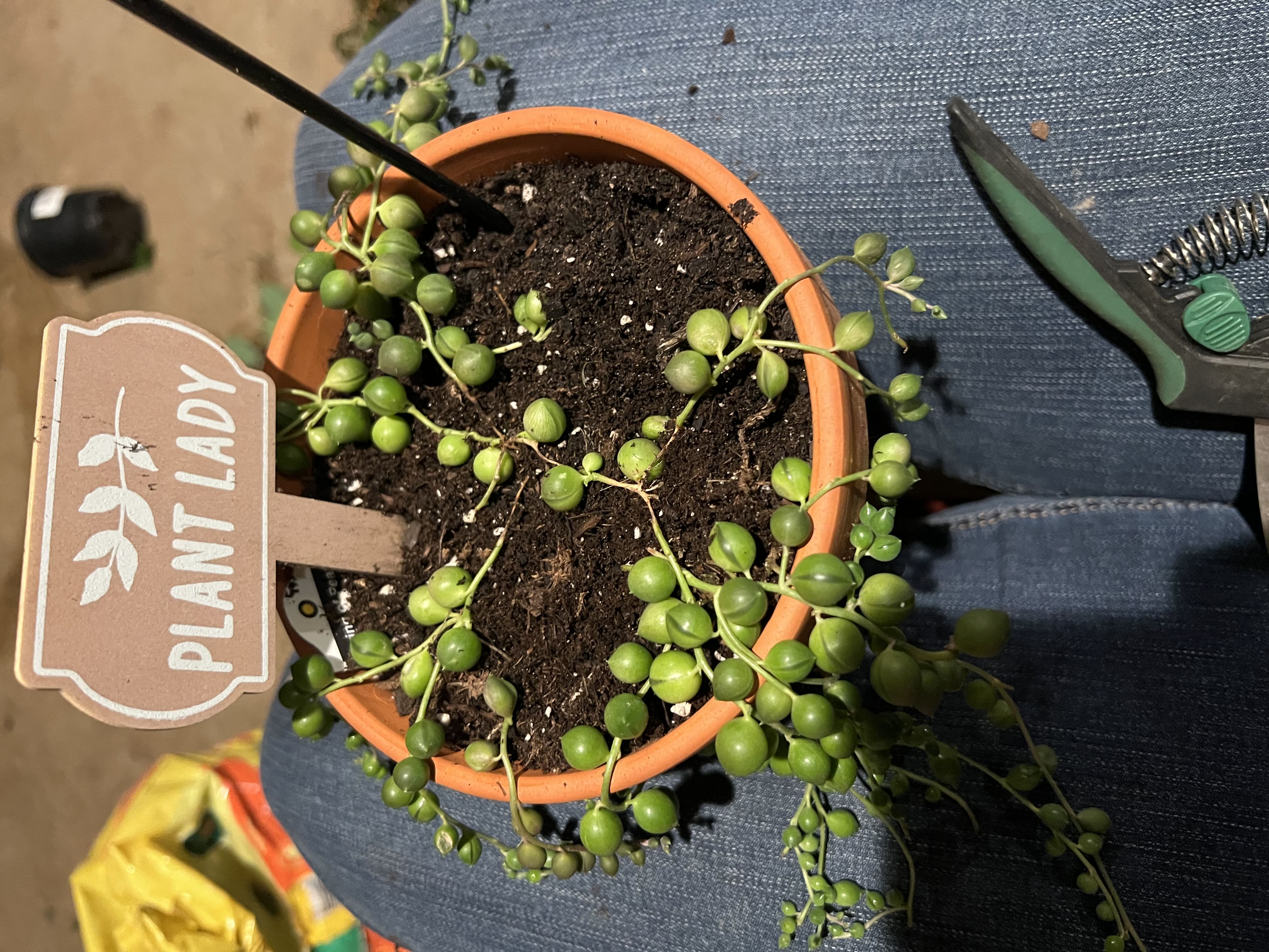 All help wanted!!! New plant momma here! My string of pea...
