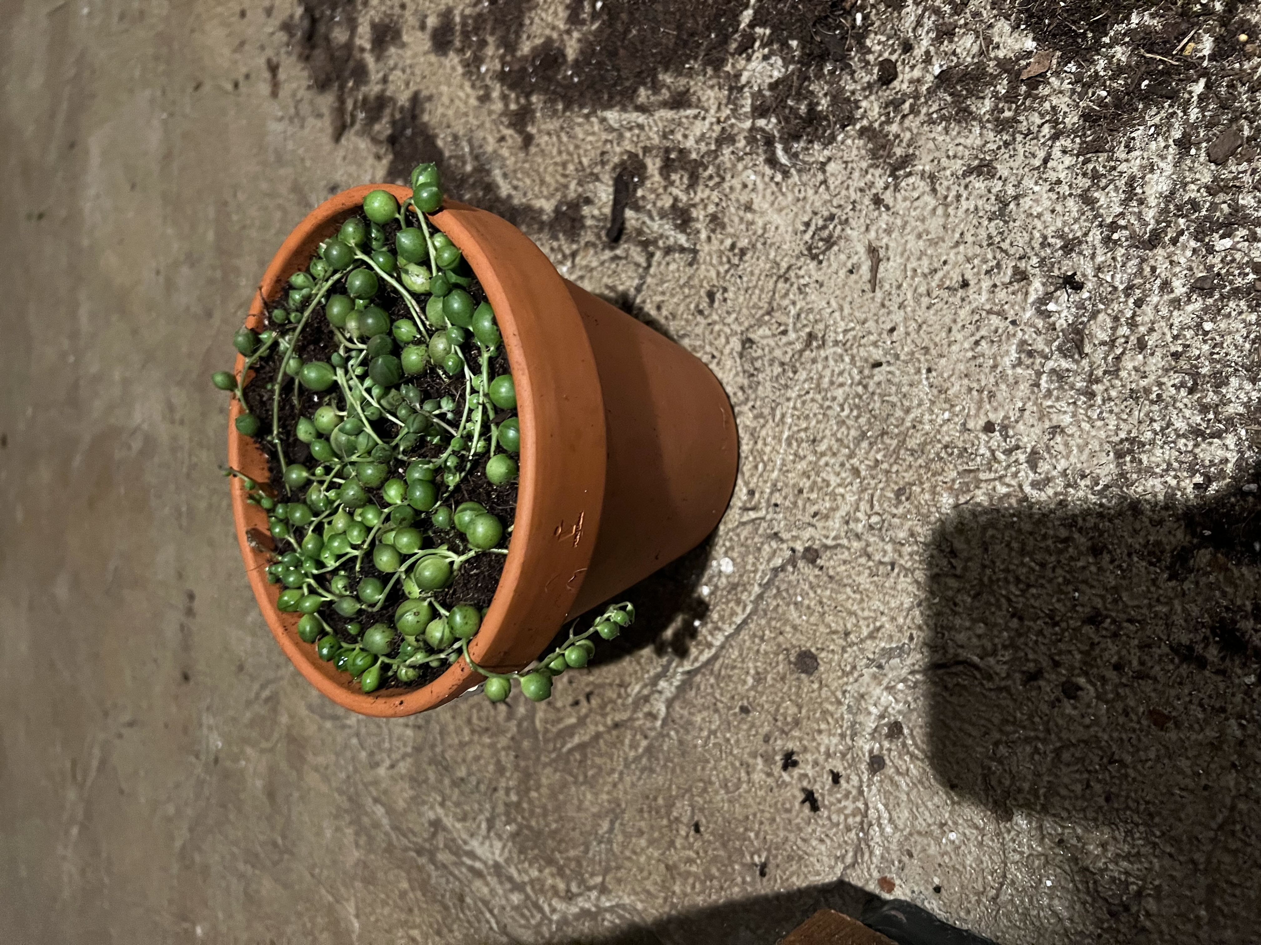 All help wanted!!! New plant momma here! My string of pea...
