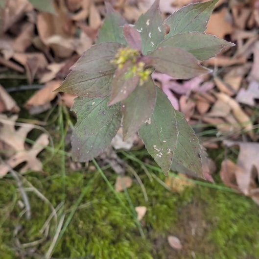 The Complete Wrinkleleaf Goldenrod Plant Care Guide: Water, Light & Beyond