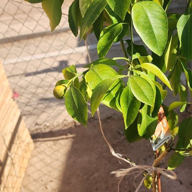 Ruby Red Grapefruit Plant Care: Water, Light, Nutrients | Greg App 🌱