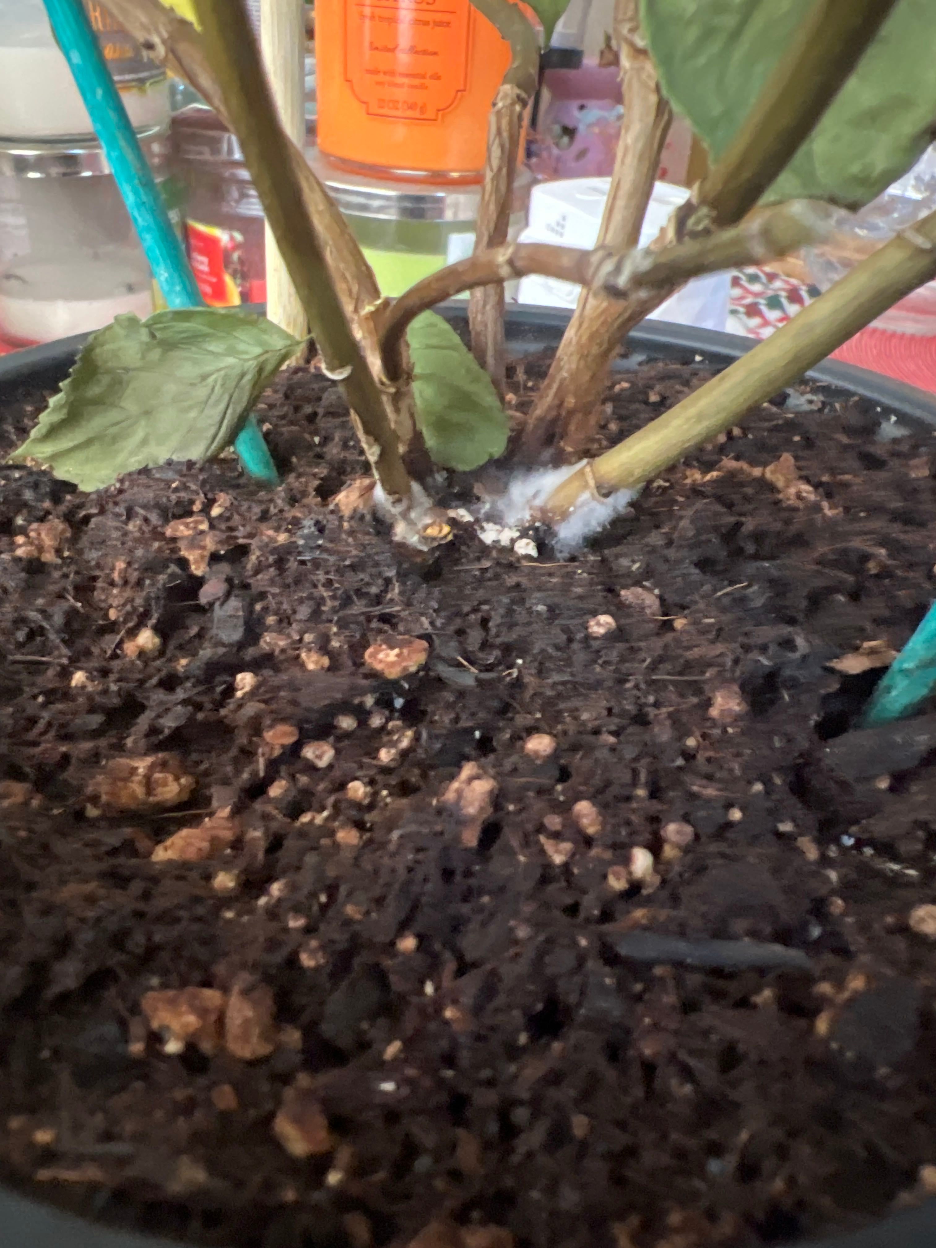 What is a Hydrangea 'Hi River'? Complete Guide 🌸