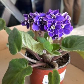 African Violet Plant Care: Water, Light, Nutrients | Greg App 🌱