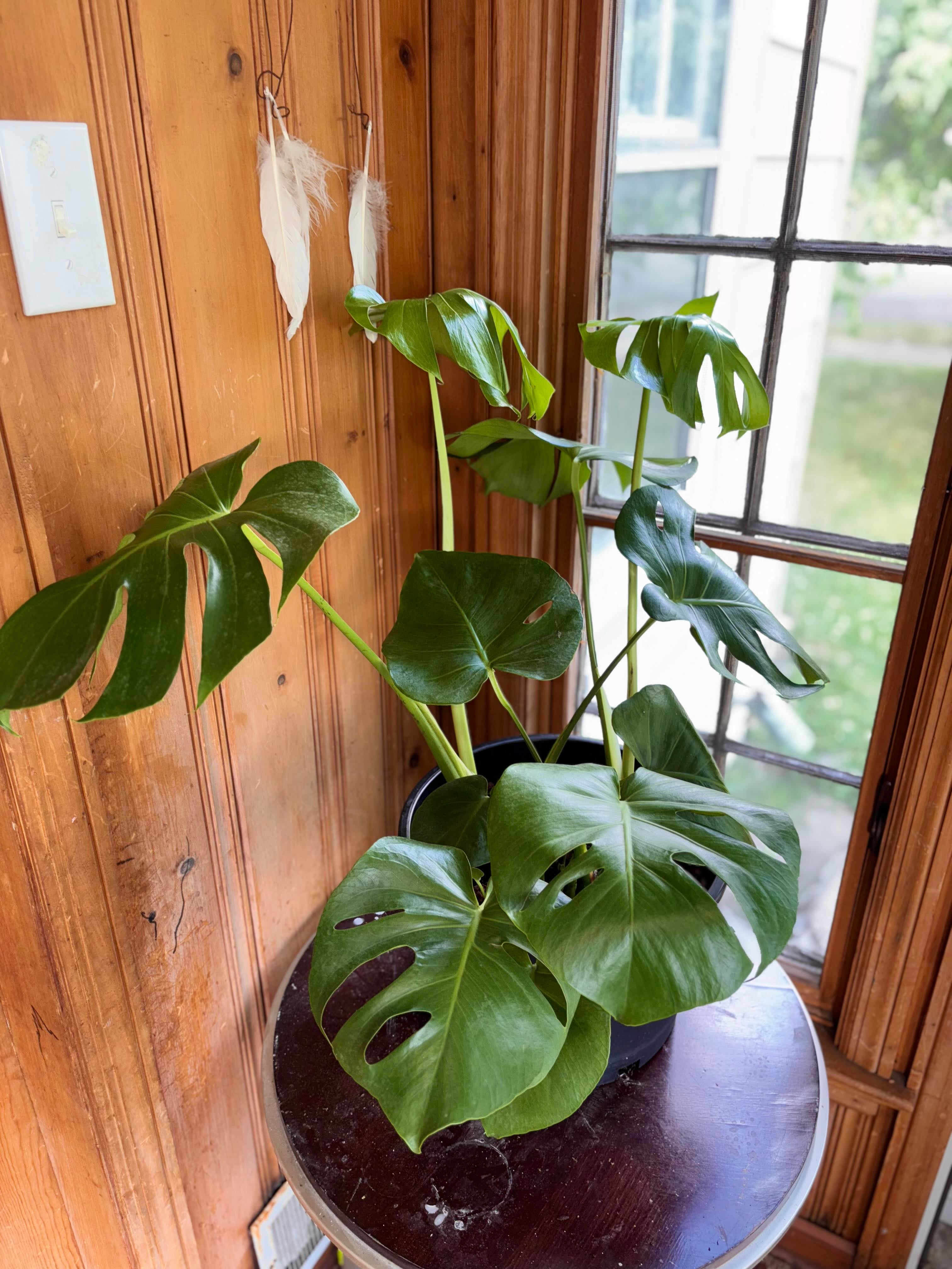 Monstera pinnatipartita 'Siam' Plant Care: Water, Light, Nutrients ...