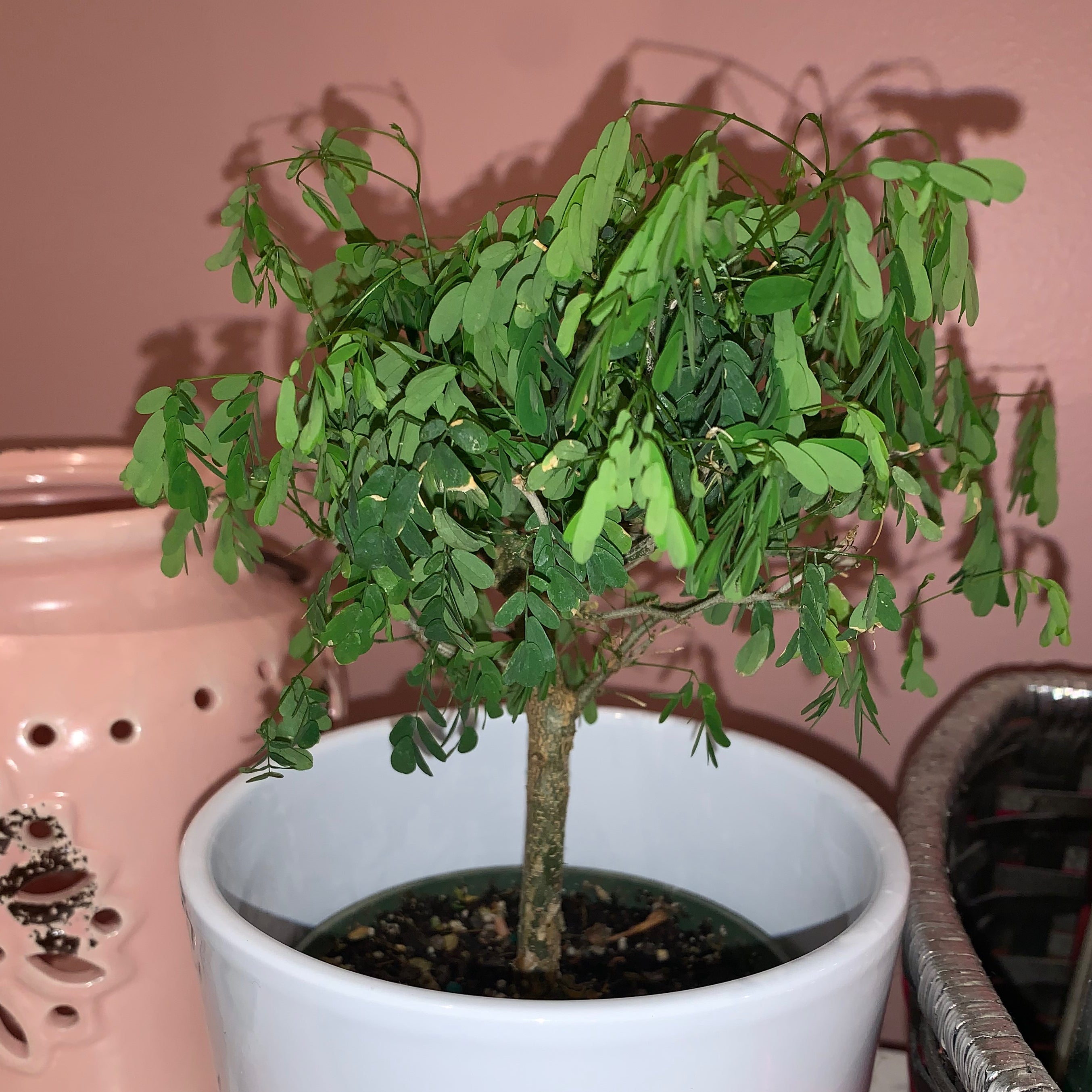Why Does My Brazilian Rain Tree Have Yellow Leaves? 🍂