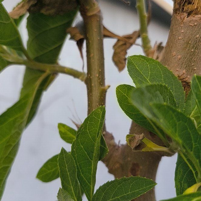 Keep Your Bitter Leaf Alive: Light, Water & Care Instructions