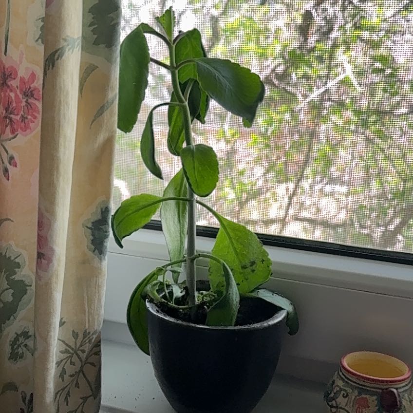 Tree Of Life Plant Care: Water, Light, Nutrients | Greg App 🌱
