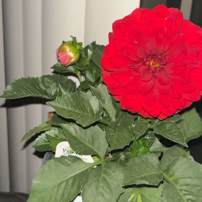 Dahlia 'Dalina Grande Topia' Plant Care: Water, Light, Nutrients | Greg ...