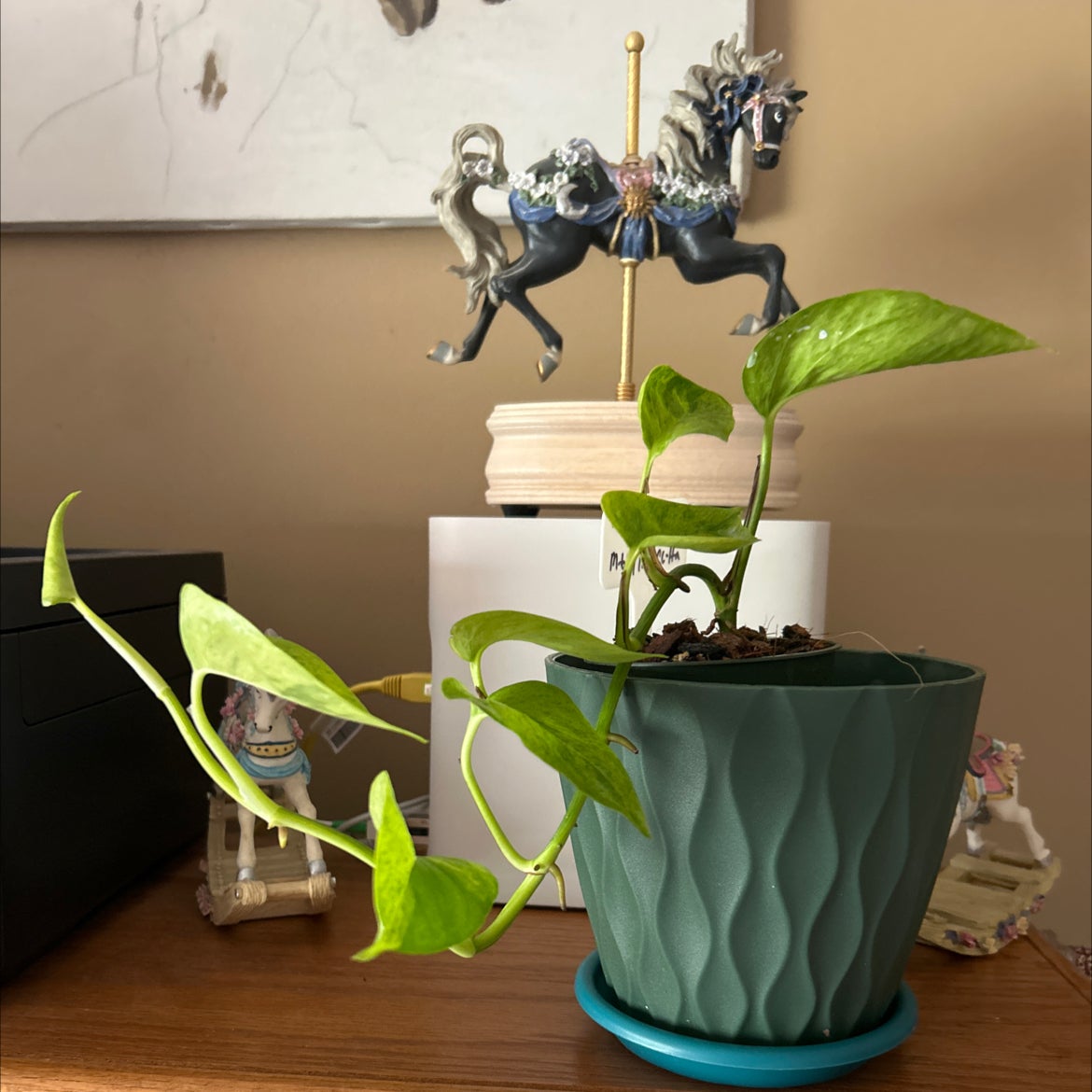 Teruno Carnival Pothos Plant Care: Water, Light, Nutrients | Greg App 🌱