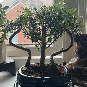 Japanese Pepper Tree 'Kuro Fune' Plant Care: Water, Light, Nutrients ...