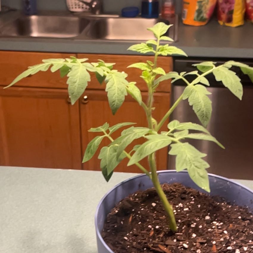 Mountain Merit Tomato Plant Care: Water, Light, Nutrients | Greg App 🌱