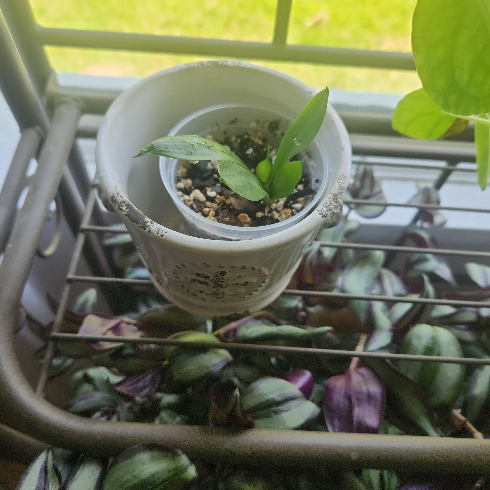 Sir Hiss | A plant by @HipLoquat11 on Greg