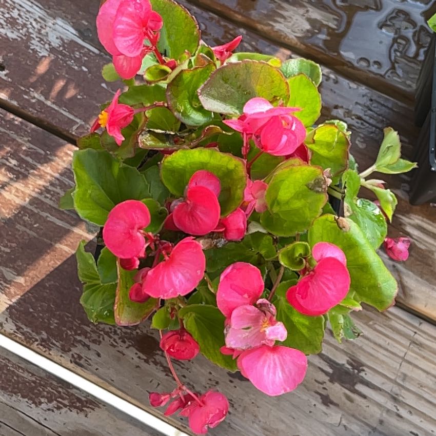 Athena | A plant by @PoisedAnthurium on Greg