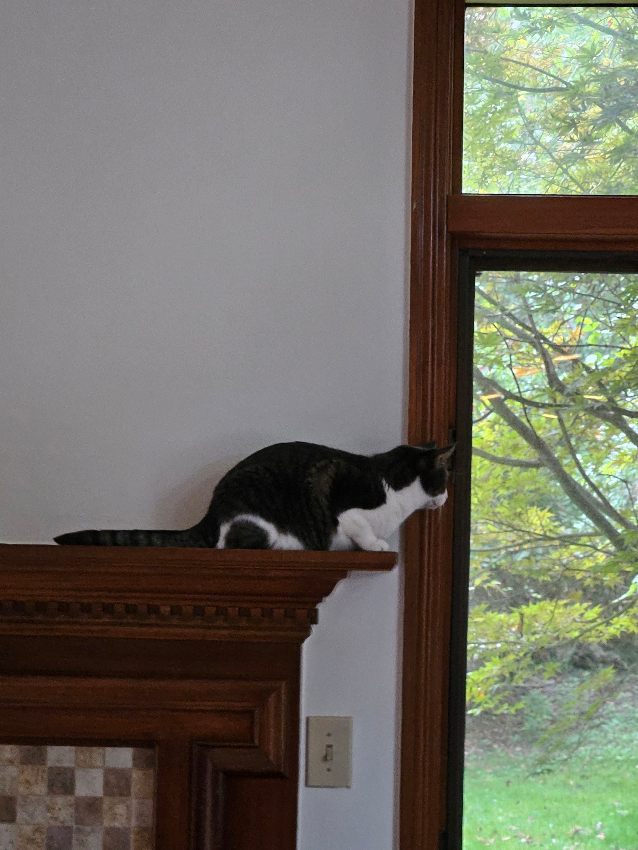 Keep Your Teruno Carnival Pothos Alive: Light, Water & Care Instructions