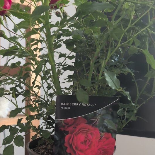 Keep Your Rosa 'Raspberry Royale' Alive: Light, Water & Care Instructions