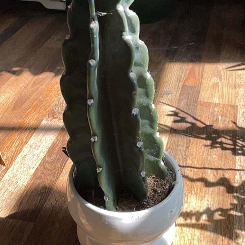 Spineless San Pedro Cactus Plant Care: Water, Light, Nutrients | Greg App 🌱
