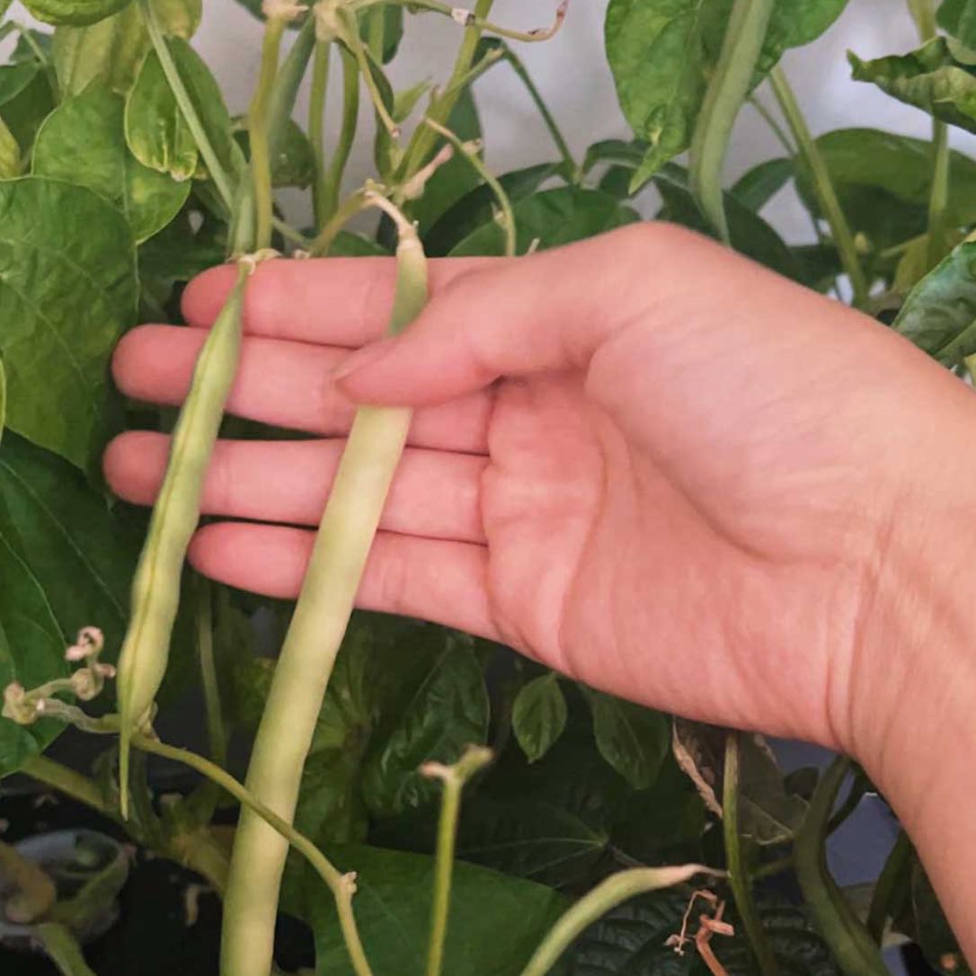 Yellow Bean Plant Care: Water, Light, Nutrients | Greg App 🌱