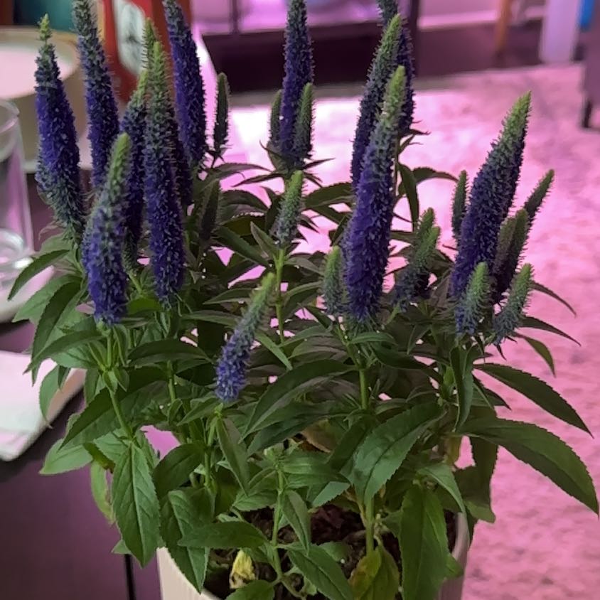 Why Are My Spike Speedwell Leaves Turning Yellow?