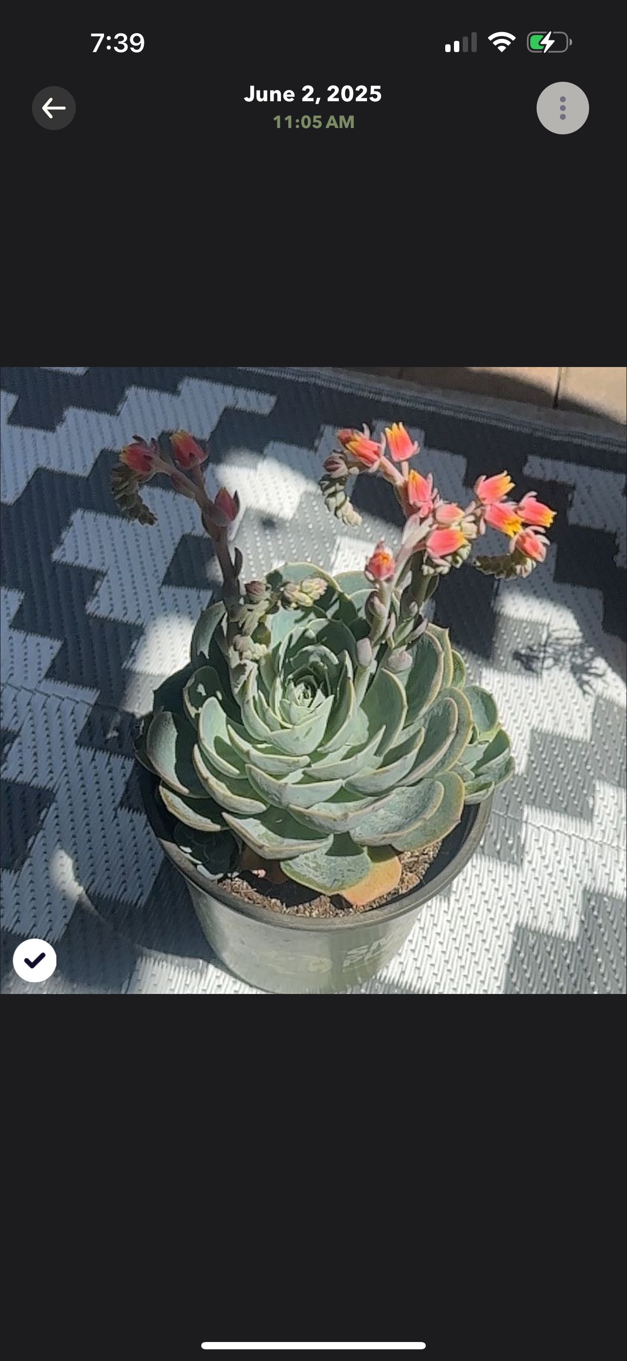 Echeveria 'Firecracker' Care 101: Water, Light & Growing Tips