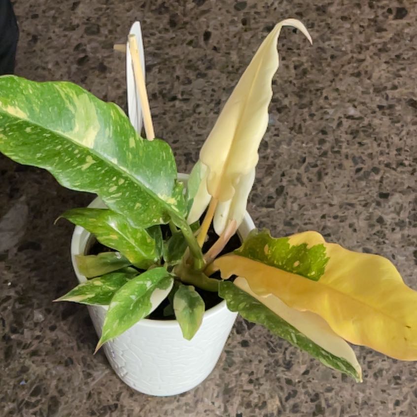 The Complete Philodendron 'Pluto's Gold' Plant Care Guide: Water, Light ...