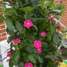 Madagascar Periwinkle 'Cora Cascade Cherry' Plant Care: Water, Light ...