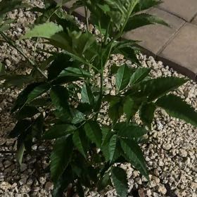 The Complete Yellow Bells Plant Care Guide: Water, Light & Beyond