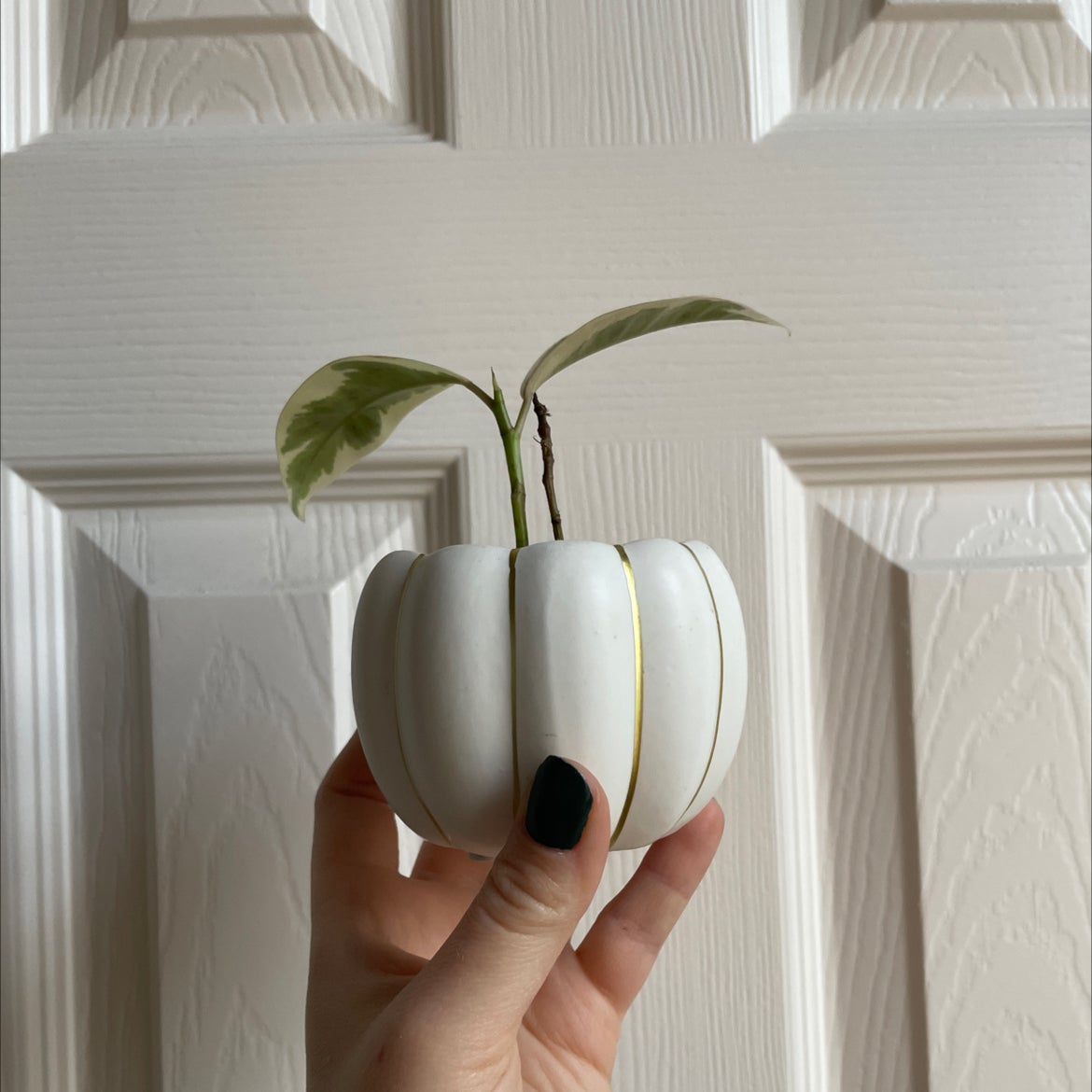 Propagating Ficus 'ruby': Step-by-step Guide