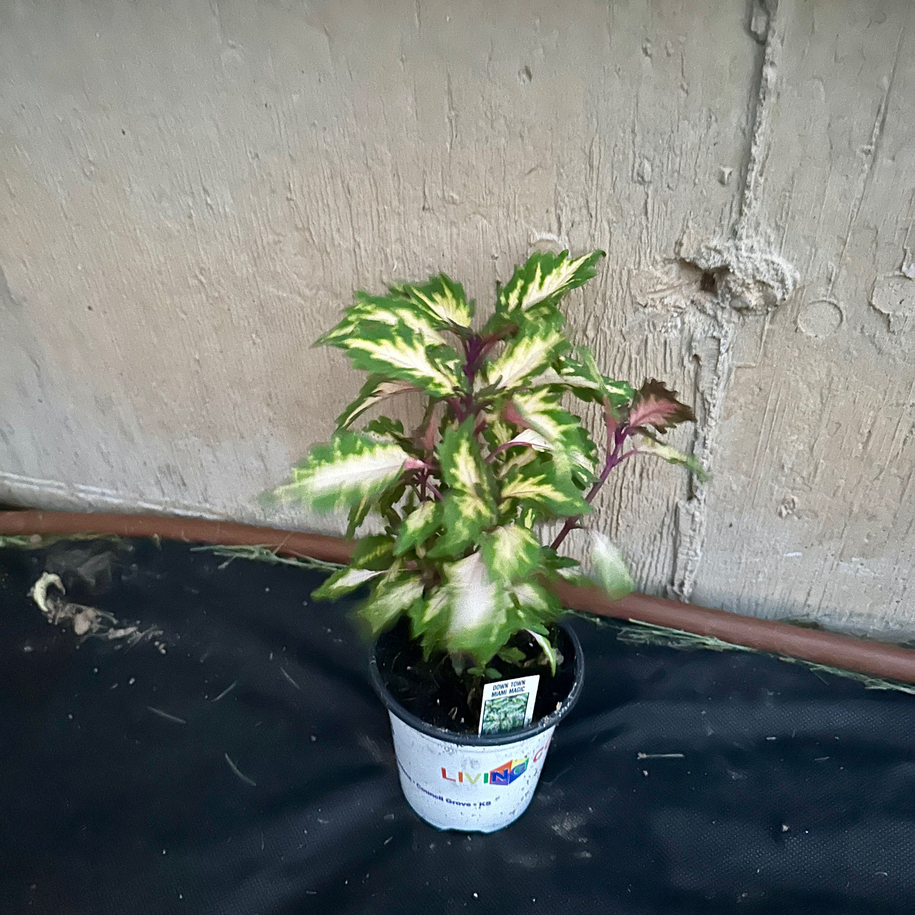 Coleus 'DownTown Miami Magic' Care 101: Water, Light & Growing Tips