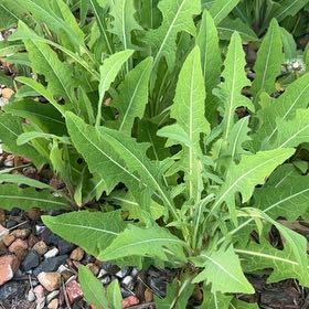 How to Care for Oil Lettuce: Mastering Water, Sunlight & More