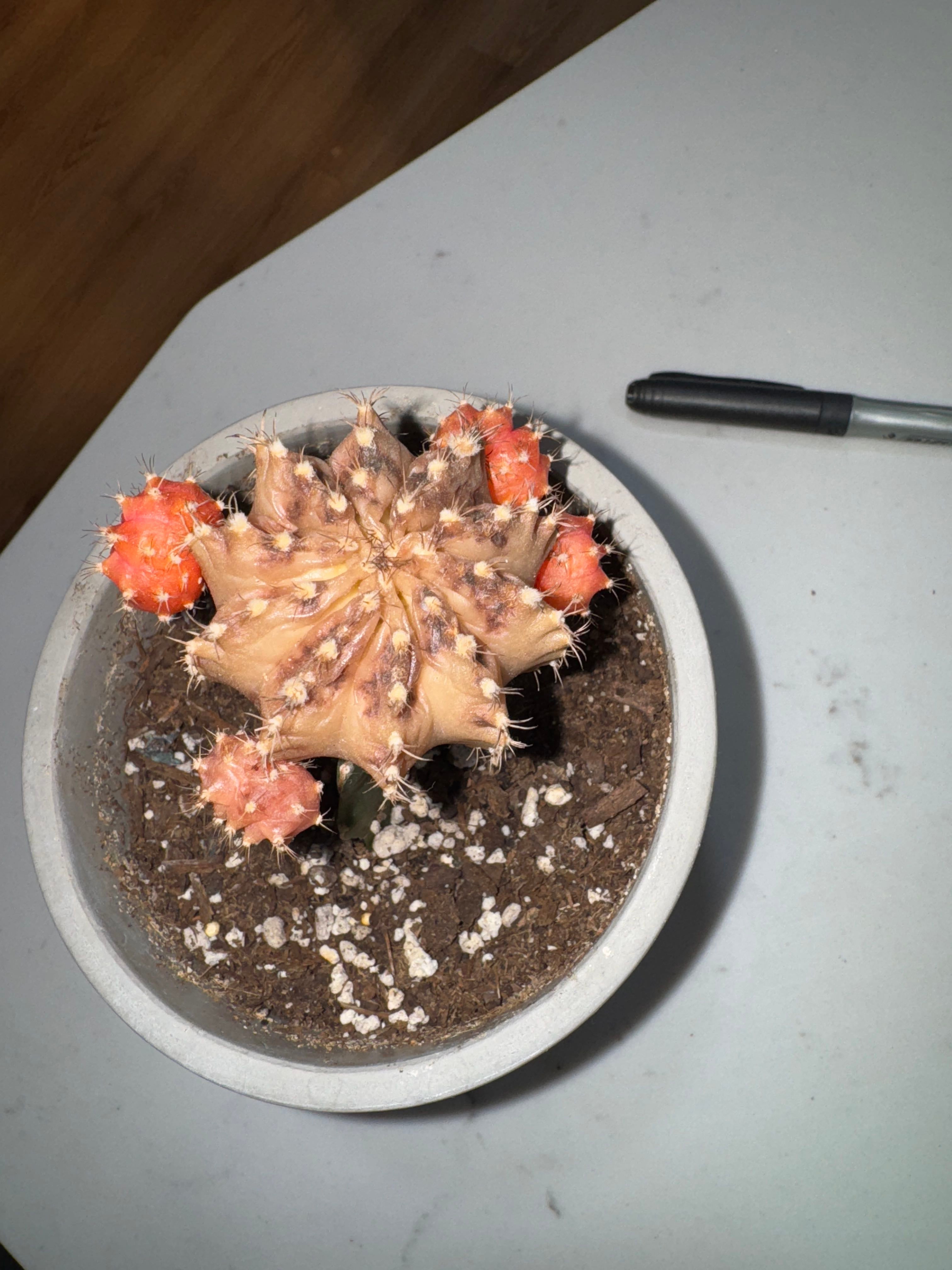 🌵 Ultimate Guide to Black Cactus Varieties