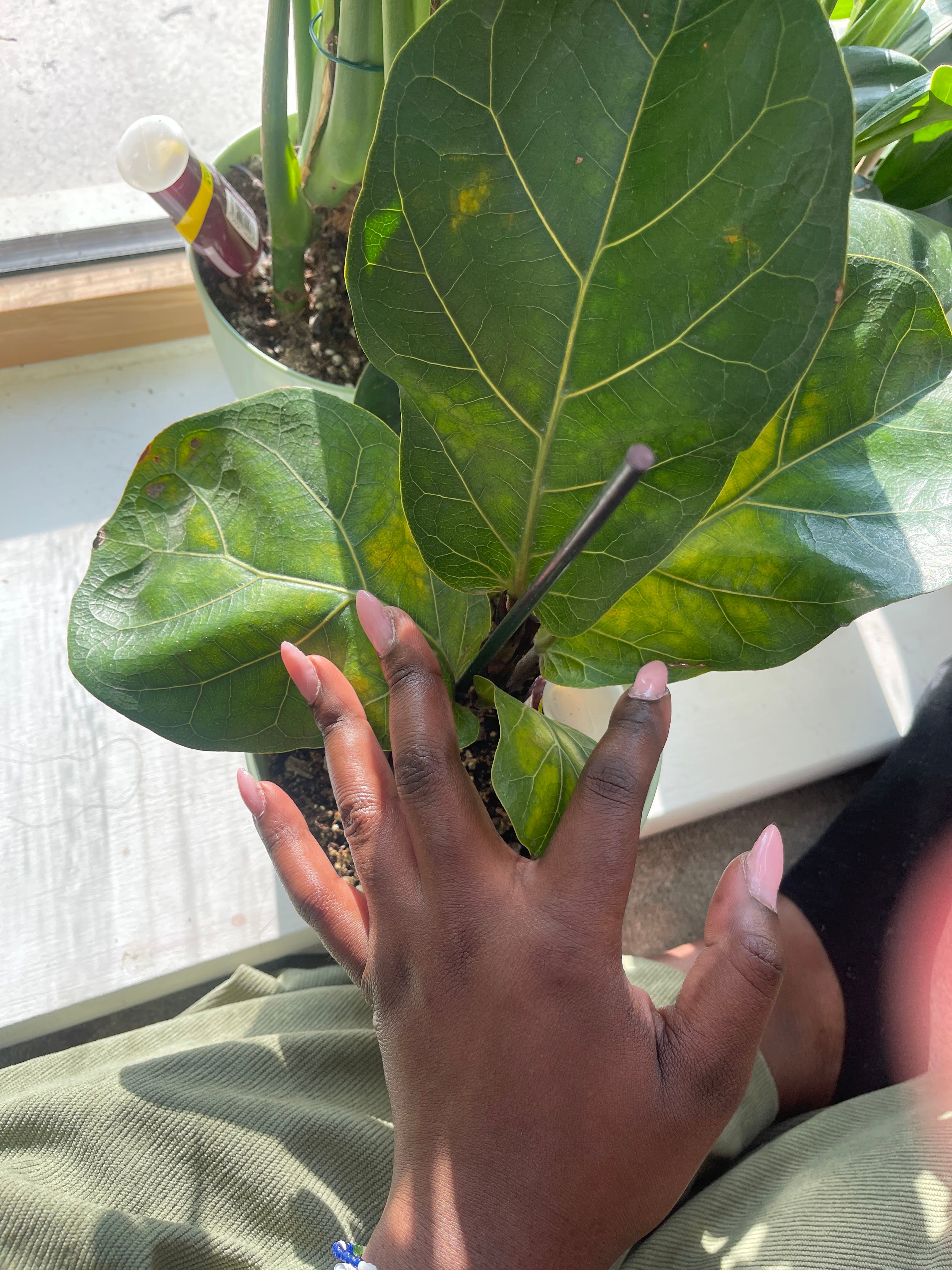 🌳 Step-by-Step Guide to Propagating Ficus