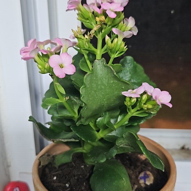 Trisha | A plant by @SelectRedmambo on Greg