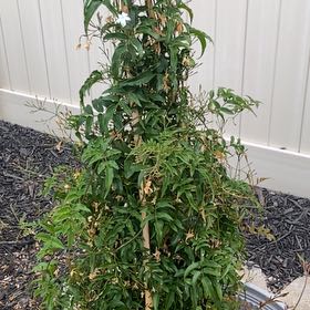 Leaf Erickson | A plant by @RootedMachofern on Greg