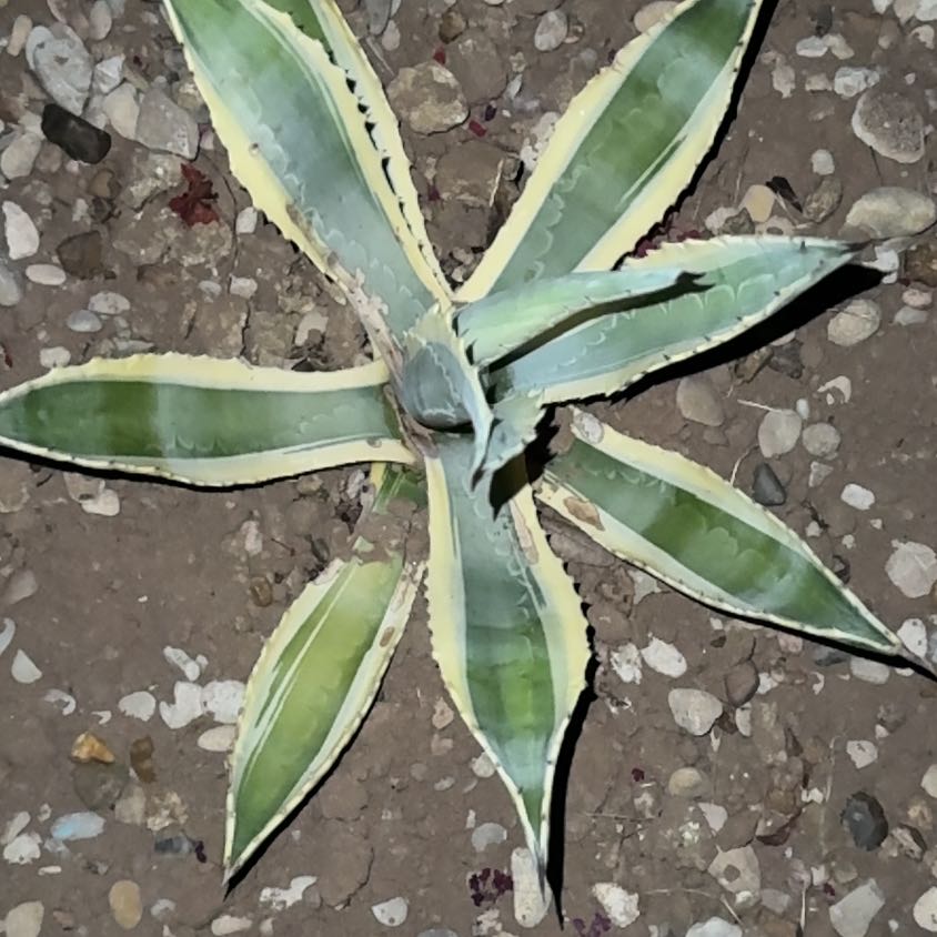 How to Care for Varigated Agave: Mastering Water, Sunlight & More