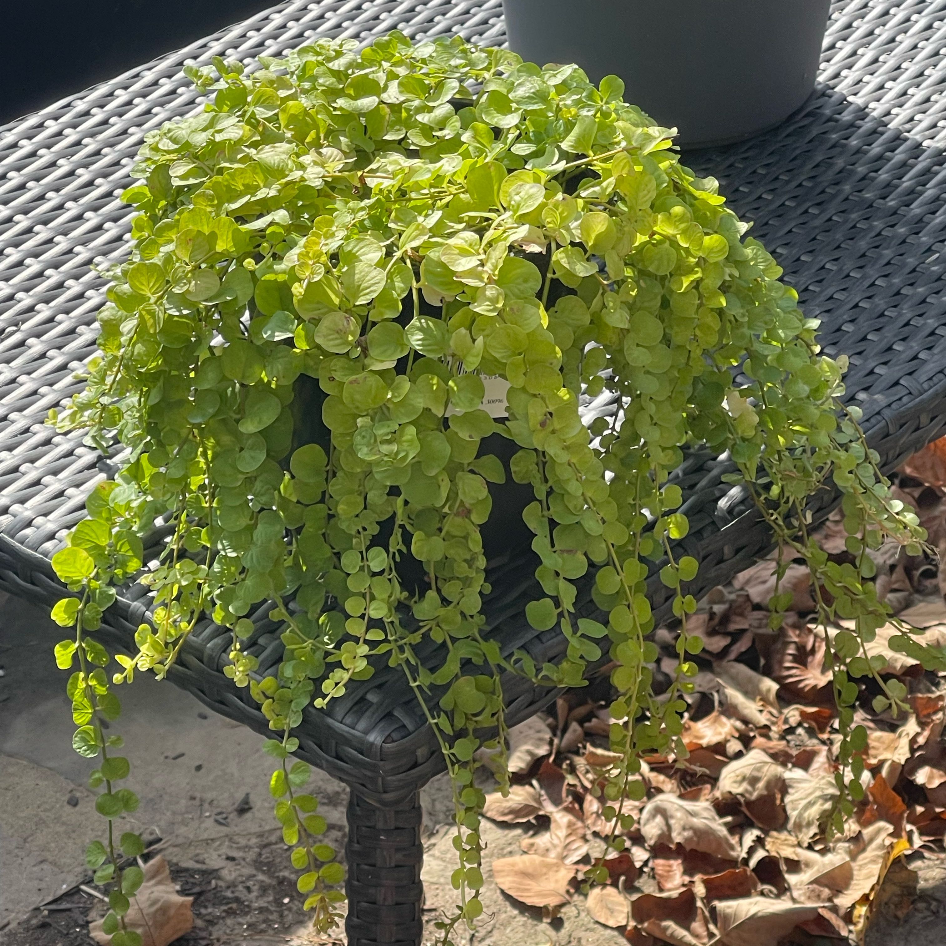 Keep Your Goldilocks Creeping Jenny Alive: Light, Water & Care Instructions