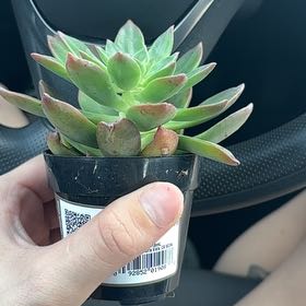 Tacisedum 'Solar Flare' Plant Care: Water, Light, Nutrients | Greg App 🌱