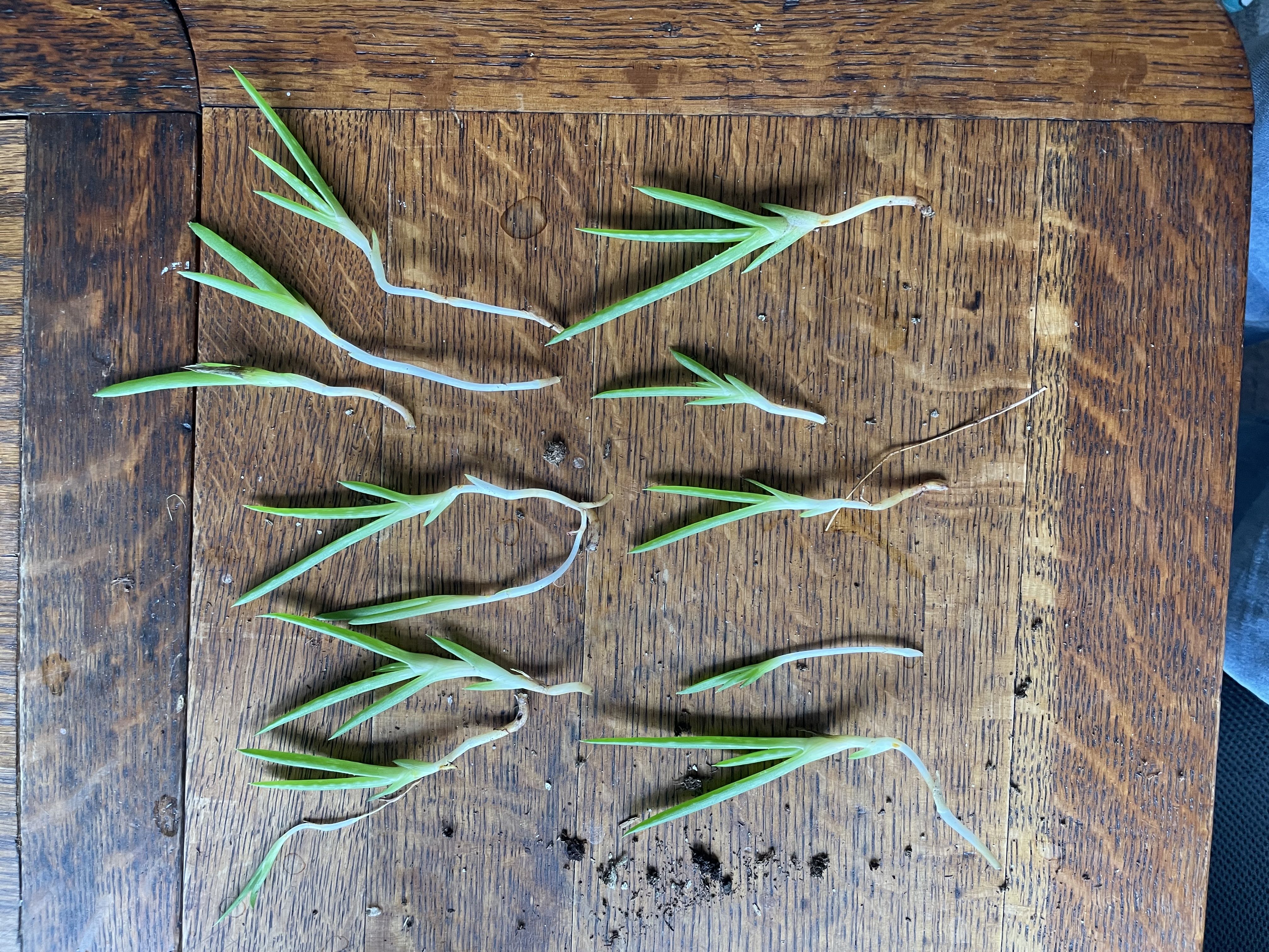 Aloe Variegata x 'Johnson's Hybrid: How Much Water & Light Does it Need ...