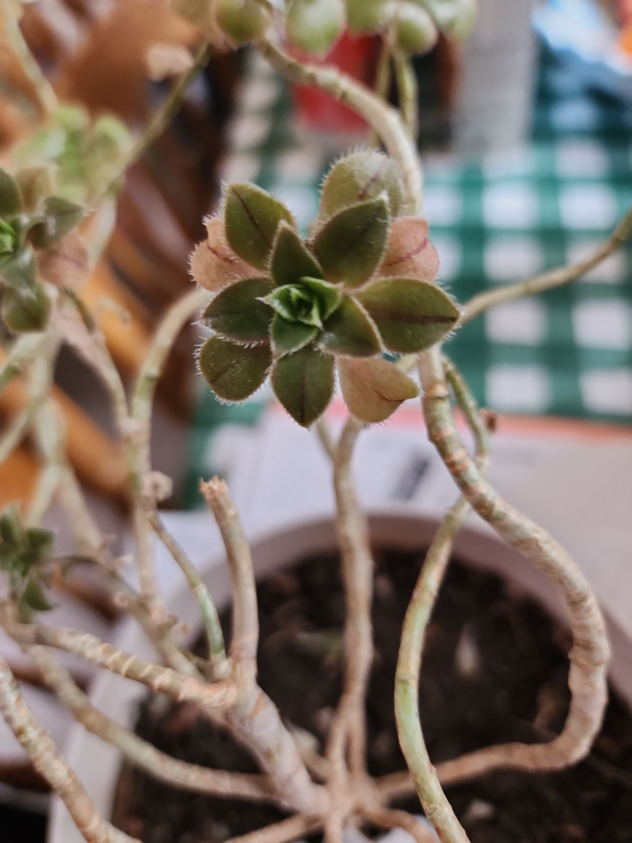 Aeonium Floresens Plant Care: Water, Light, Nutrients | Greg App 🌱