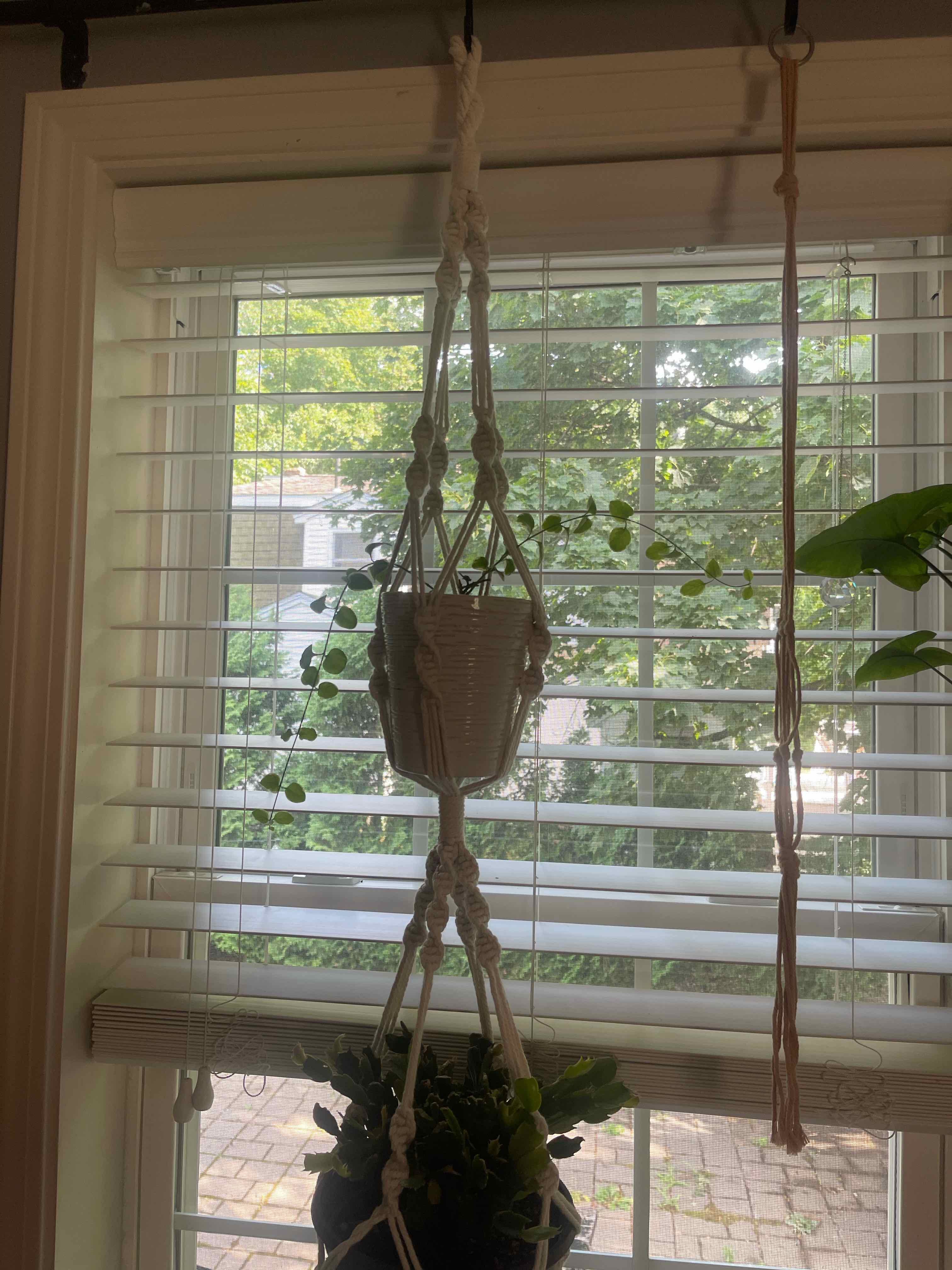 Variegated Vinca Vine - Ultimate Guide to Fertilizing