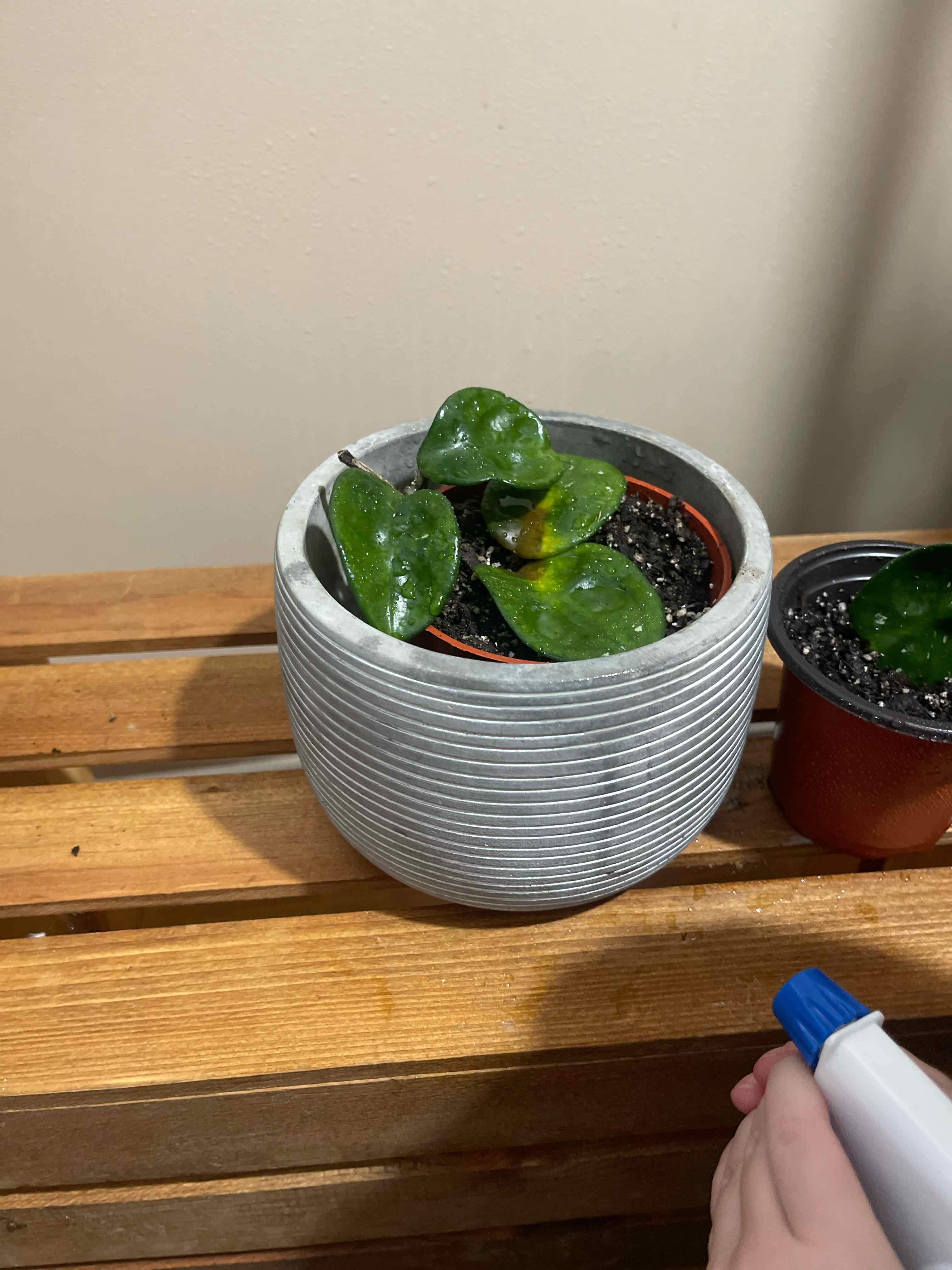 What Does It Mean When Chelsea Hoya Blooms?