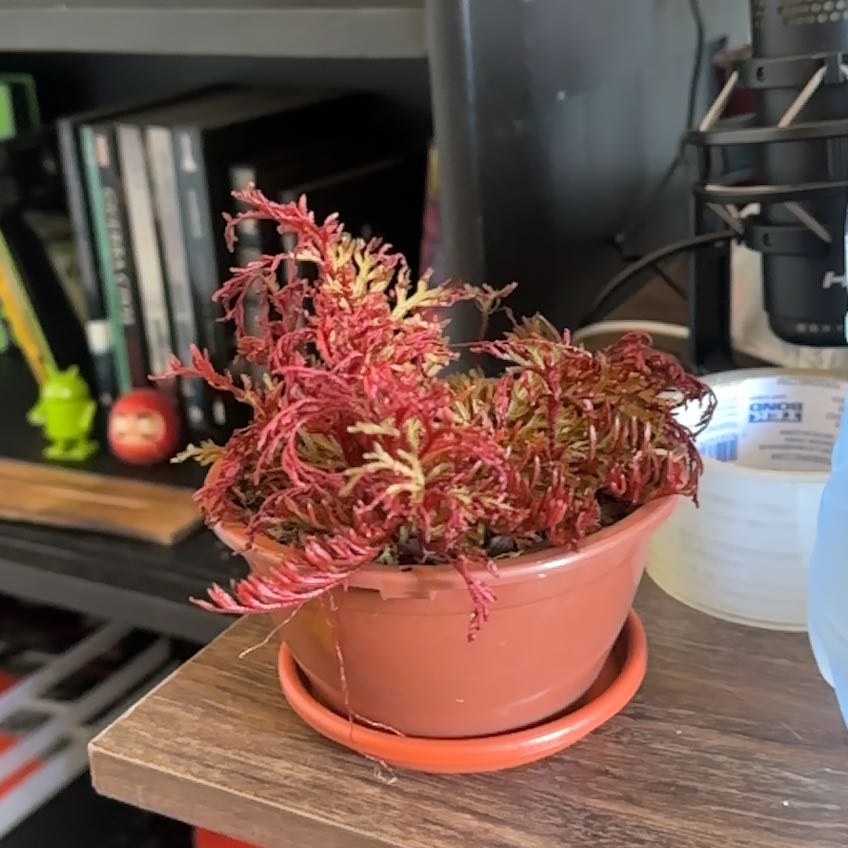 How to Care for Ruby Red Club Moss: Mastering Water, Sunlight & More